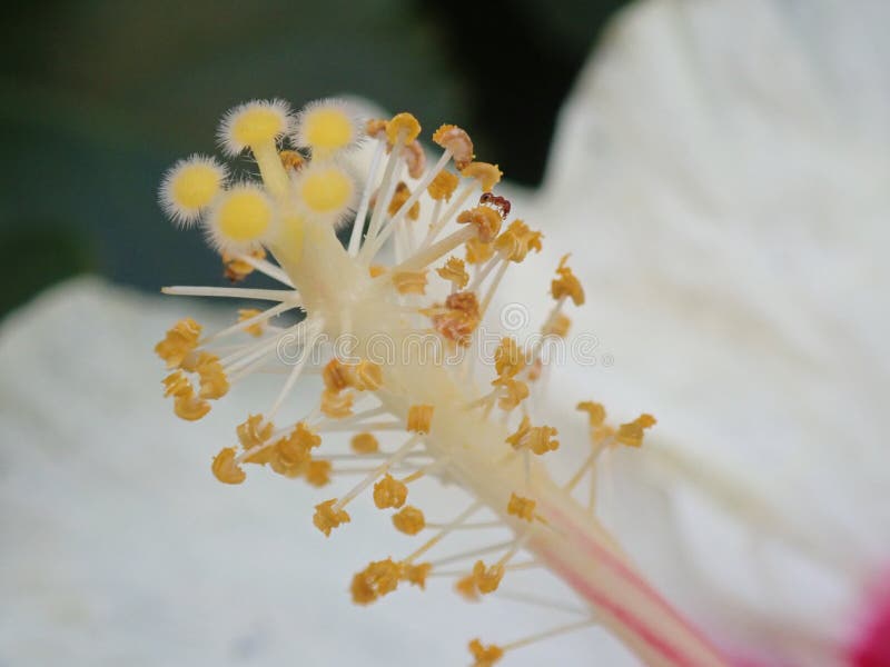 Hibiscus pollen macro stock image. Image of nature, yellow - 127558365