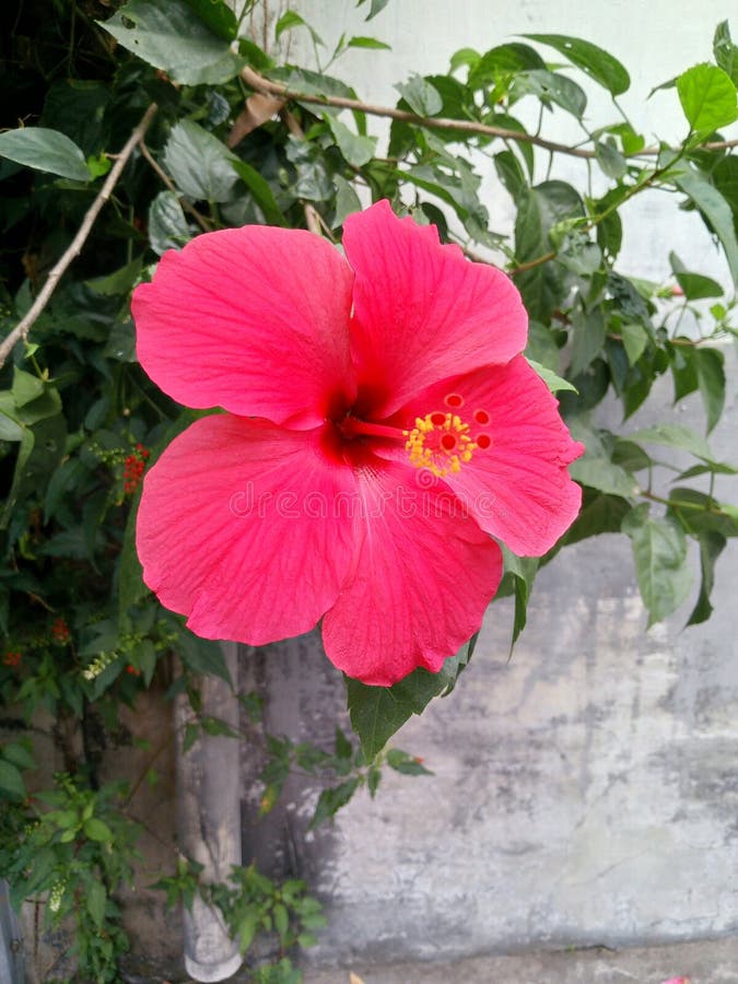 Hibiscus Pollen is Red in the Morning Stock Image - Image of morning ...