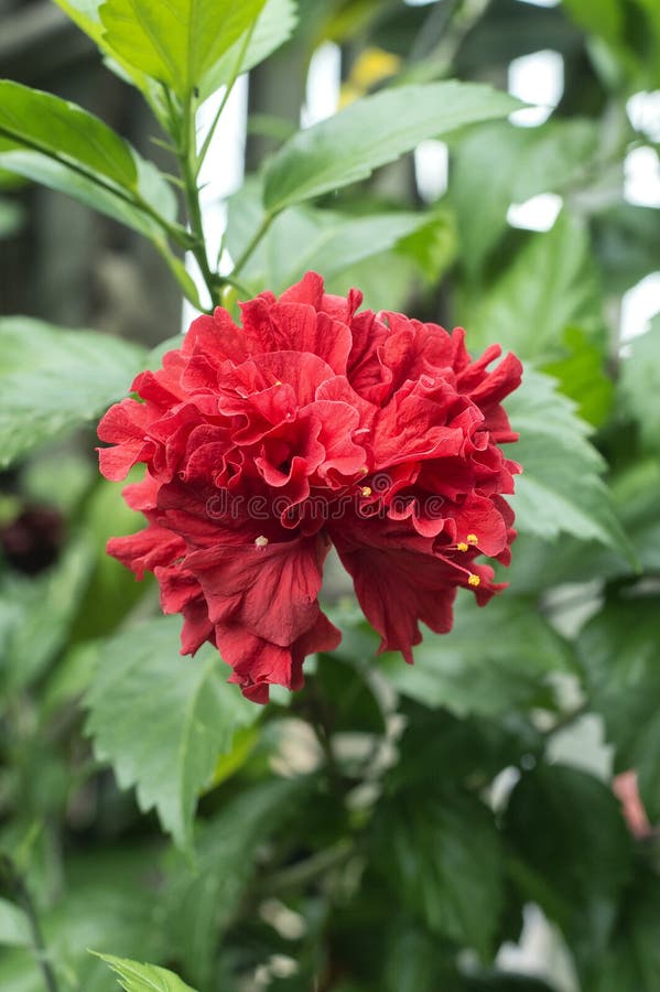 Hibiscus Flowers red color stock photo. Image of decoration - 127246824
