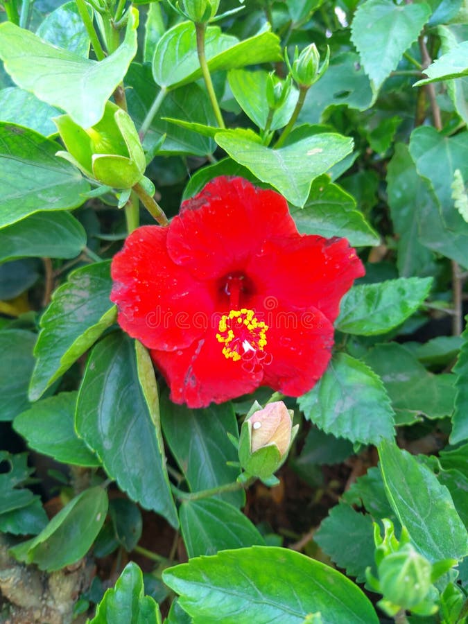 Hibiscus Red Flower Fresh Morning Flower Single Stock Image - Image of ...