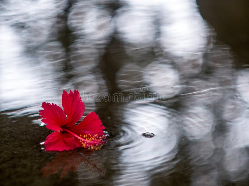 Hibiscus stock image. Image of water, nature, pool, hibiscus - 89448619