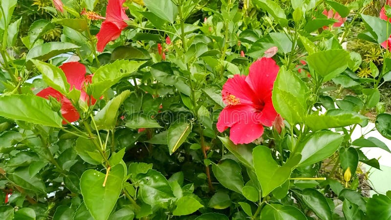 Hibiscus or Red Raya Flower is Also Called Hibiscus Rosa-sinensis Stock ...