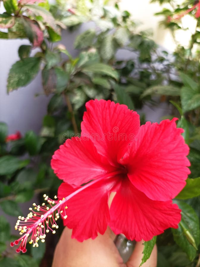 Hibiscus is a Red Shoe-flower Stock Photo - Image of flower, hibiscus ...