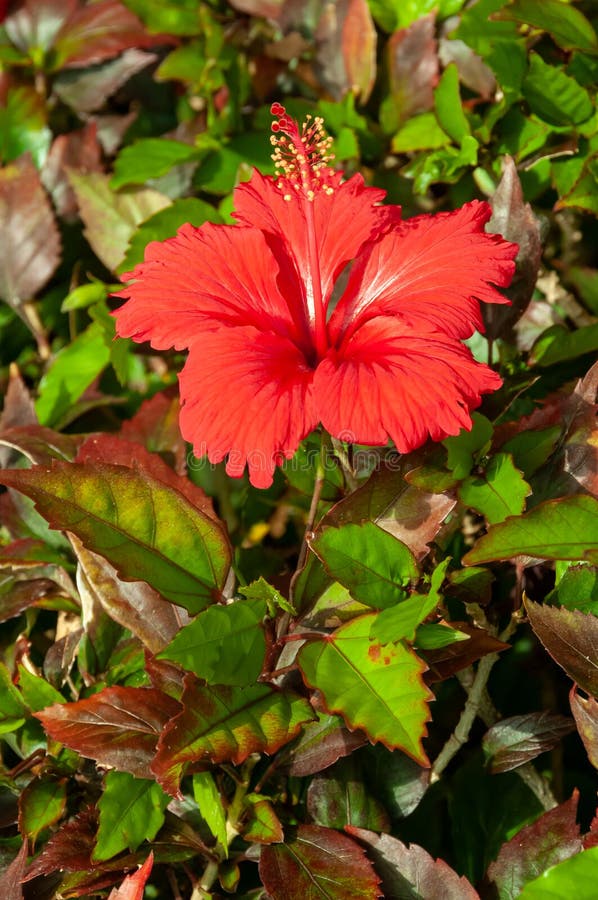 (Hibiscus Rosa) Red Chinese Hibiscus, Egypt Stock Photo - Image of ...