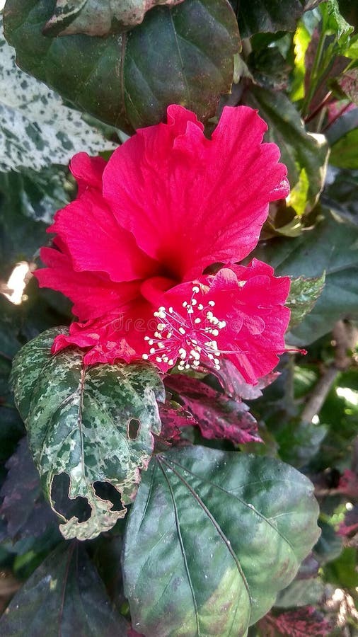 Hibiscus Rosa, Red Flower, Blooming Flower, Garden Stock Photo - Image ...