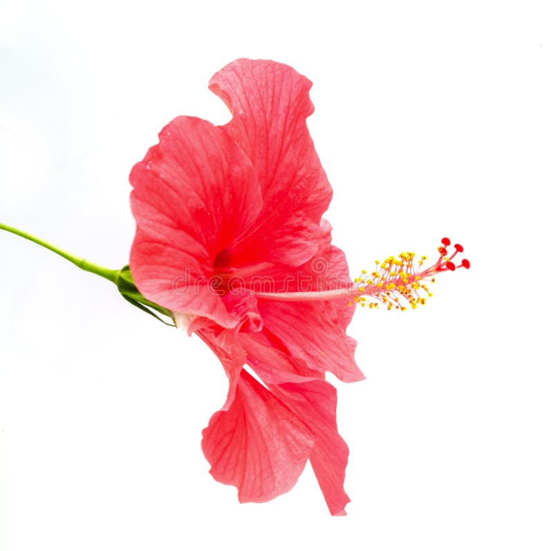 Hibiscus Rosa Sinensis Flower Stock Photo - Image of closeup, garden ...