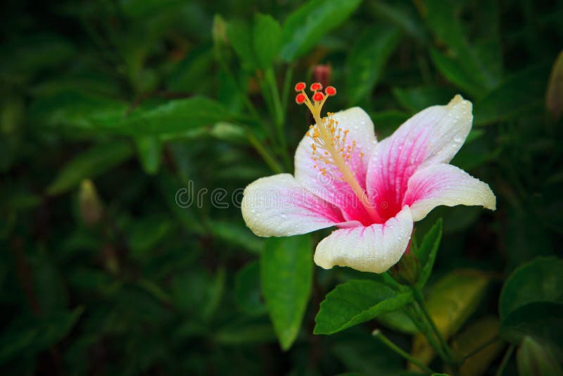Hibiscus Rosa-sinensis Flower on Tree in the Garde Stock Image - Image ...