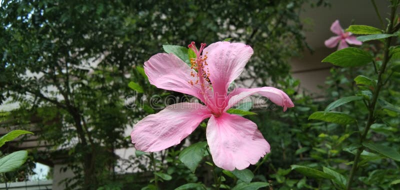 Hibiscus Rosa-sinensis Pink Flower Stock Image - Image of wildflower ...