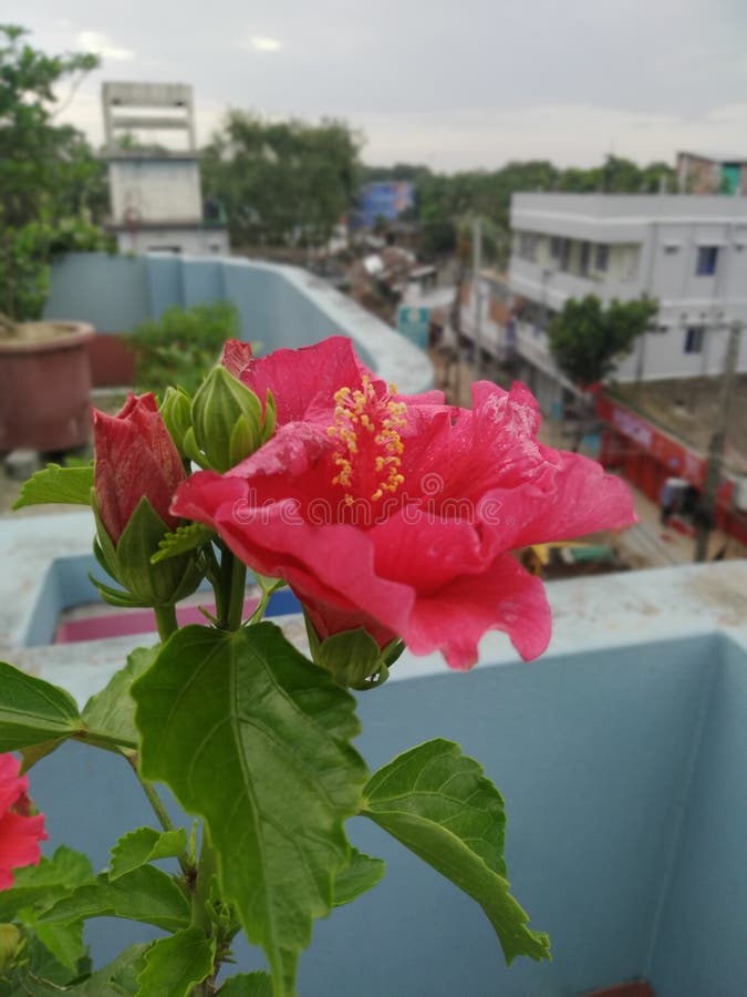 Hibiscus Rosa Sinensis with Red Colour Stock Image - Image of shrub ...