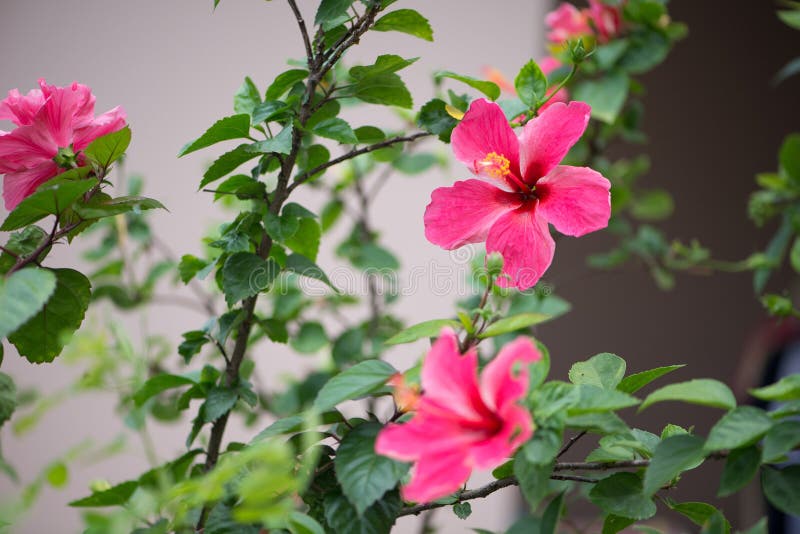 Hibiscus Rosa-sinensis or Rose Mallow , Chinese Rose Stock Photo ...
