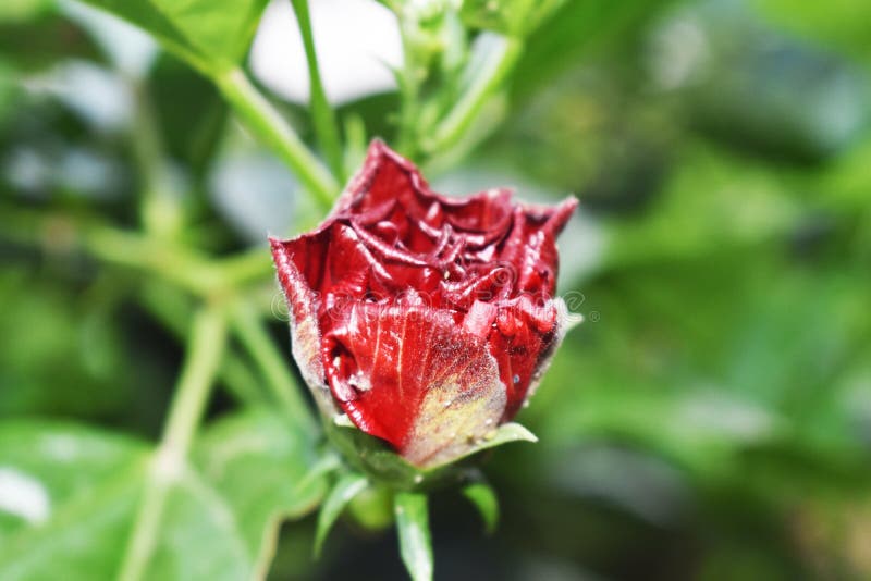 Pink Sembaruthi Flower Stock Photos - Free & Royalty-Free Stock Photos ...