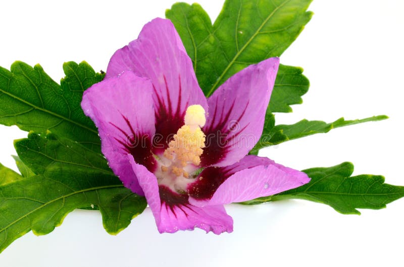 Hibiscus (rose-mallow) stock photo. Image of anther, rapid - 44524720