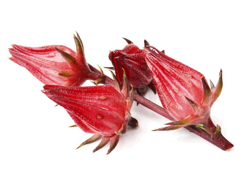Hibiscus Sabdariffa or Roselle Fruits. Stock Image - Image of ...