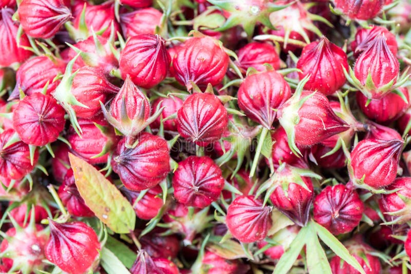 Hibiscus Sabdariffa or Roselle Fruits.Roselle Fruit. Stock Photo ...