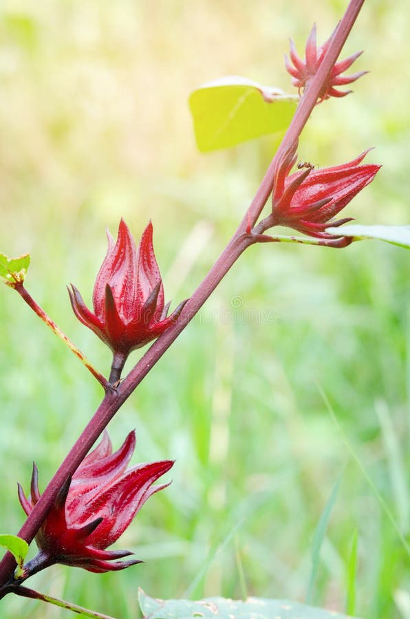 Hibiscus Sabdariffa or Roselle on Tree Stock Image - Image of natural ...