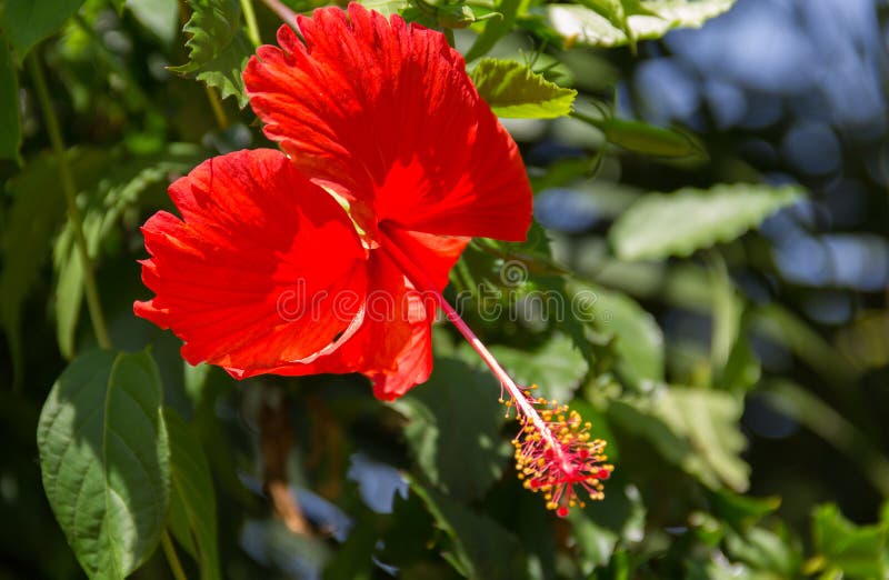 Hibiscus Scientific Name Hibiscus Rosa Sinensis Stock Image Image Of