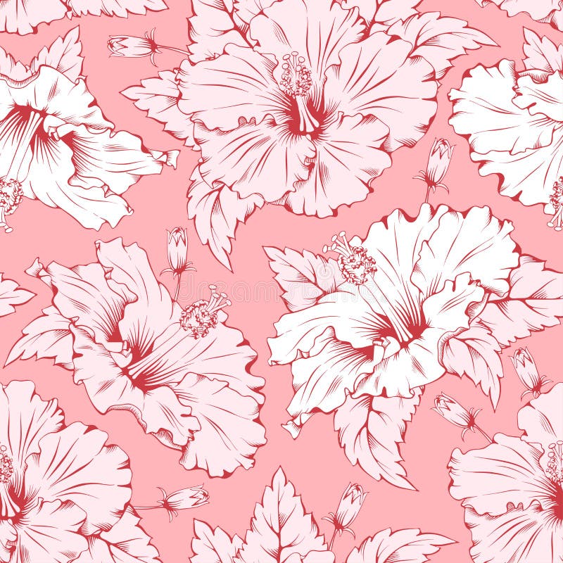 Pink hibiscus stock photo. Image of beautiful, subtropics - 17243922