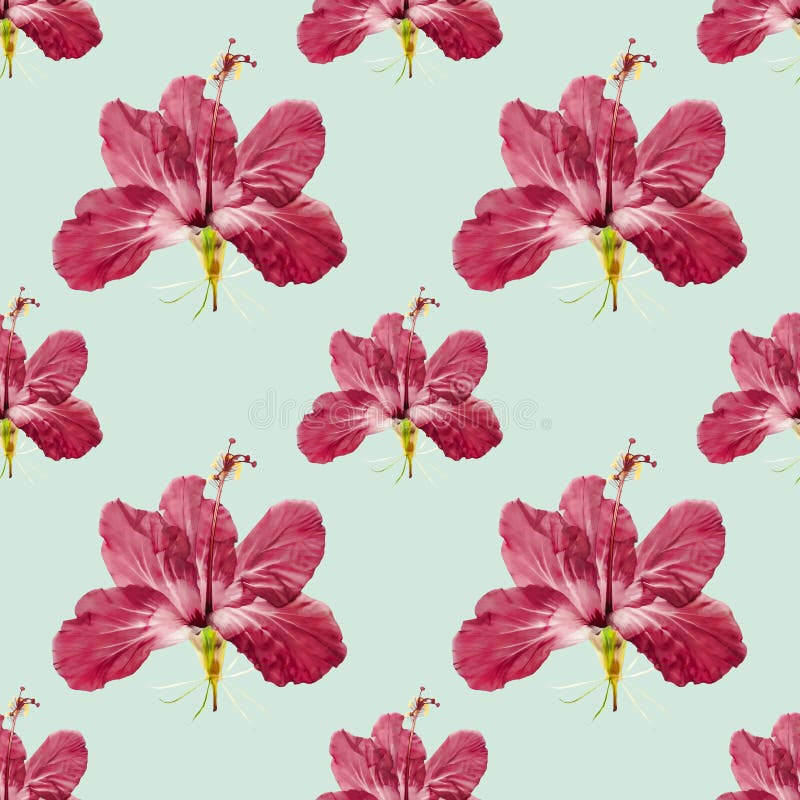 Hibiscus. Seamless Pattern Texture of Flowers. Floral Background Stock ...