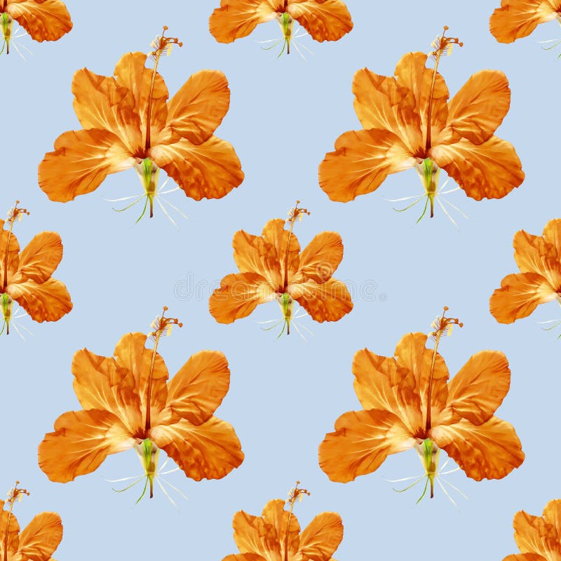 Hibiscus. Seamless Pattern Texture of Flowers. Floral Background Stock ...
