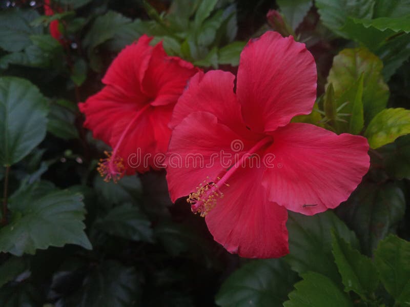 Hibiscus is shoe flower stock photo. Image of leaf, green - 180003116