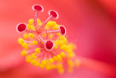 Hibiscus stamen stock image. Image of upclose, close, stamen - 2734109