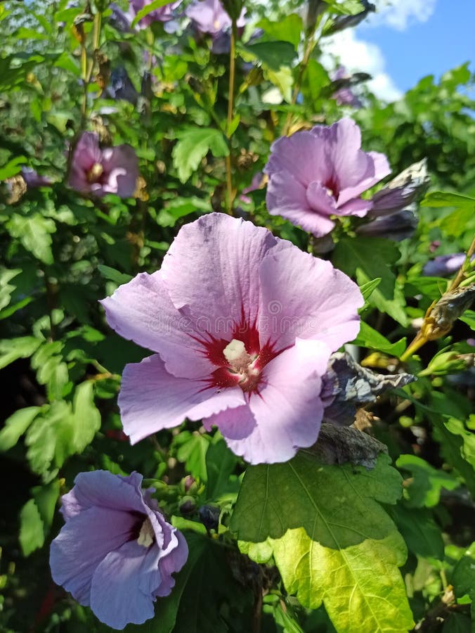 Hibiscus Syriacus Flowering Plant Stock Image Image Of Leaf Sunshine