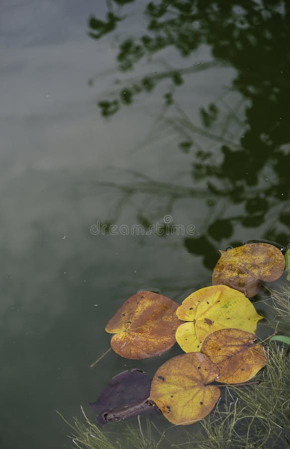 Hibiscus Tiliaceus or Waru Leaves Fall into the Lake Stock Image ...