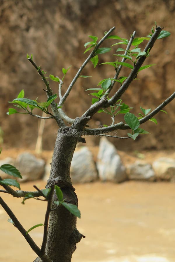 Hibiscus Tree that is almost Dead Stock Image - Image of grass, shrub ...