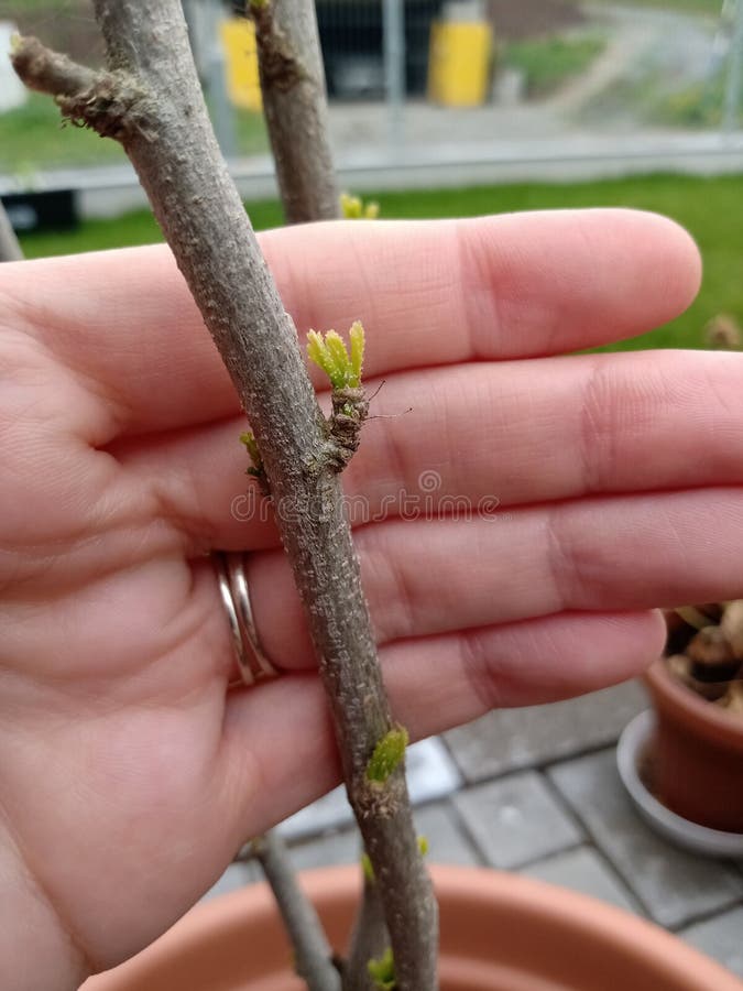 Sprouting Leaves of a Dogwood Shrub in Springtime Stock Photo - Image ...