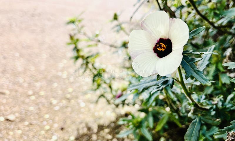 Hibiscus Trionum Is On The Sidewalk Backlight Stock Image Image Of