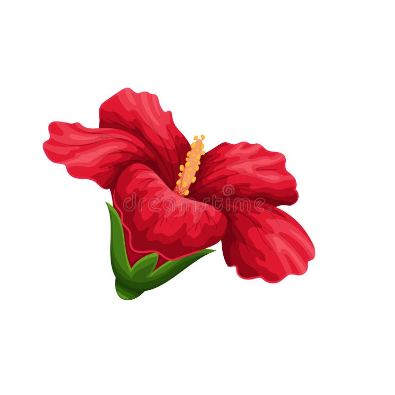Hibiscus, tropical flower stock vector. Illustration of decoration ...