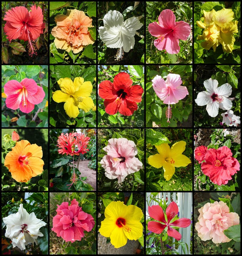Hibiscus Varieties stock image. Image of hibiscus, paper - 41694537