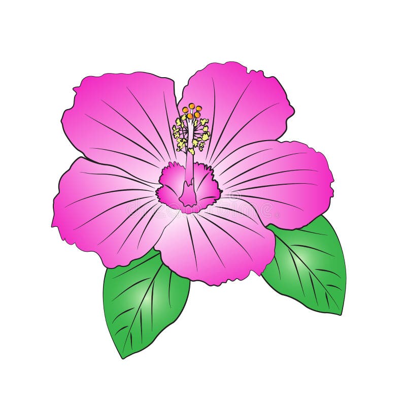 Cartoon Hibiscus Flower Image Stock Illustration - Illustration of ...