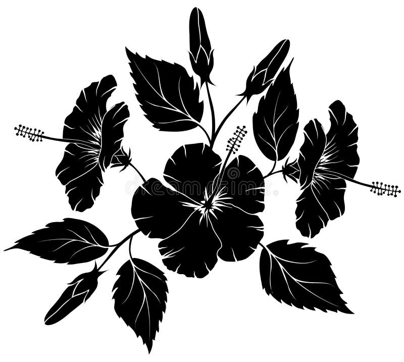 Hibiscus, Vector Illustration Stock Vector - Illustration of floral ...