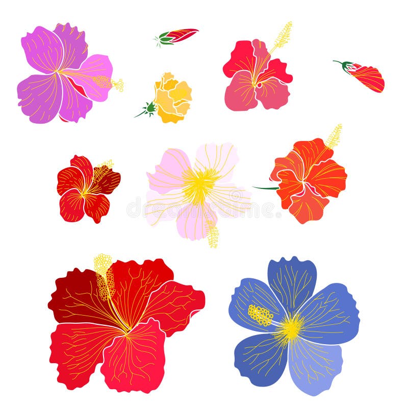 Hibiscus Vector Set Isolate on White Background Stock Vector ...