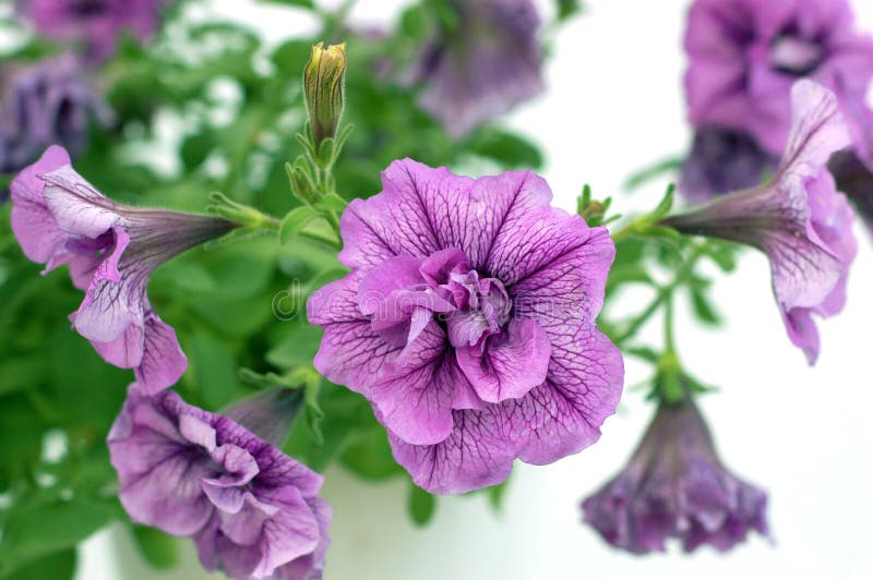 Hibiscus violet stock photo. Image of plant, petal, freshness - 3355838