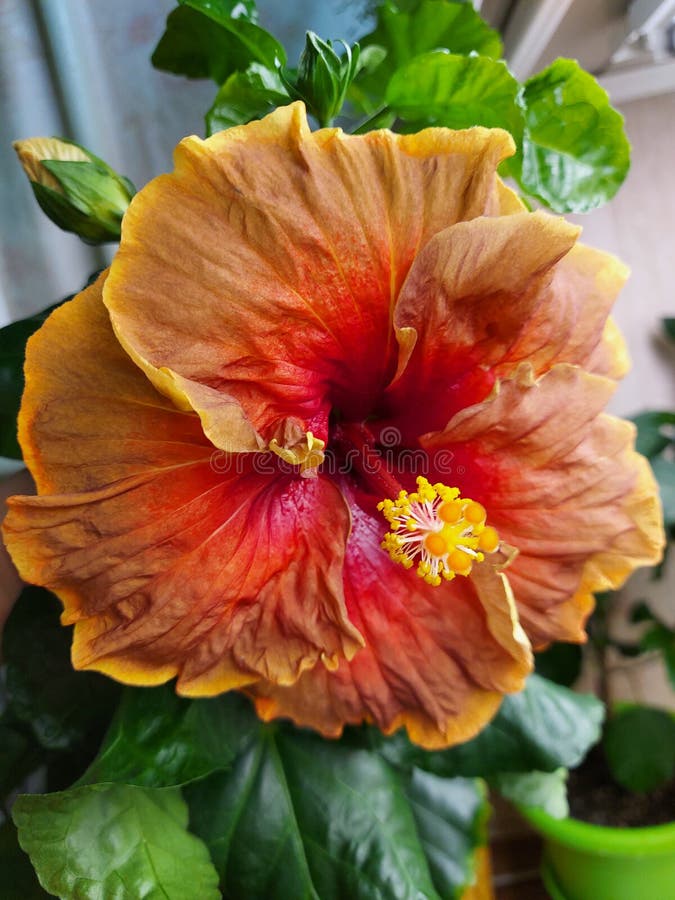 Hibiscus Voodoo Magic Indoor Plant Stock Image - Image of voodoo ...