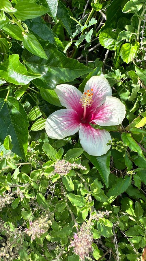 Tuesday Vibes Meme Stock Photos - Free & Royalty-Free Stock Photos from ...