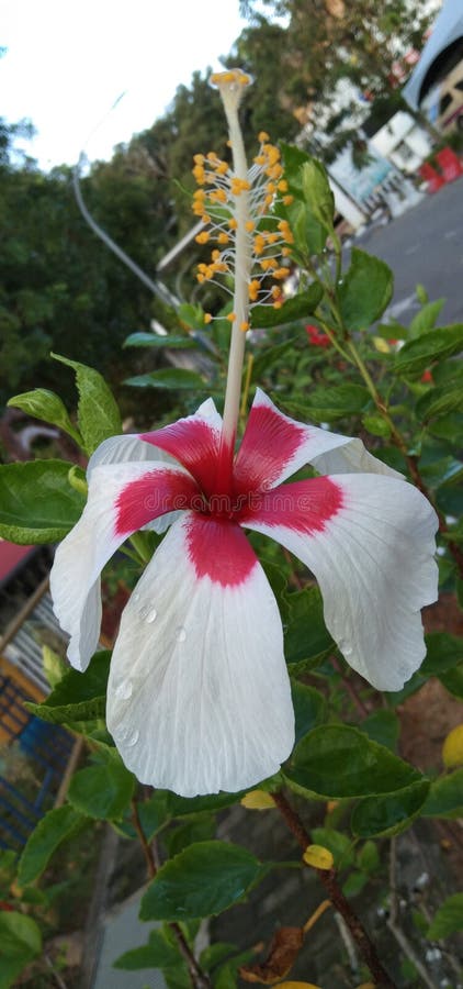 Hibiscus Whose Unique Color Grow Lush and Beautiful Stock Image - Image ...
