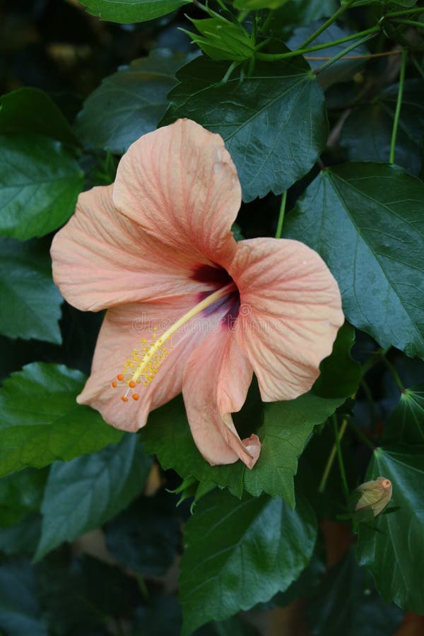 Hibiscus stock image. Image of flowers, hedges, hibiscus - 74512719
