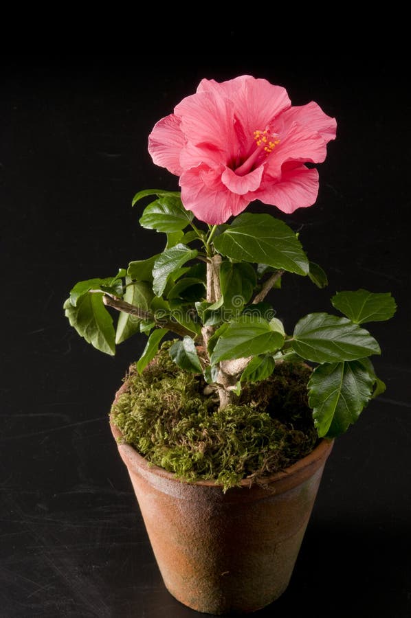 Hibiscus flower in a pot stock image. Image of beauty - 20324793
