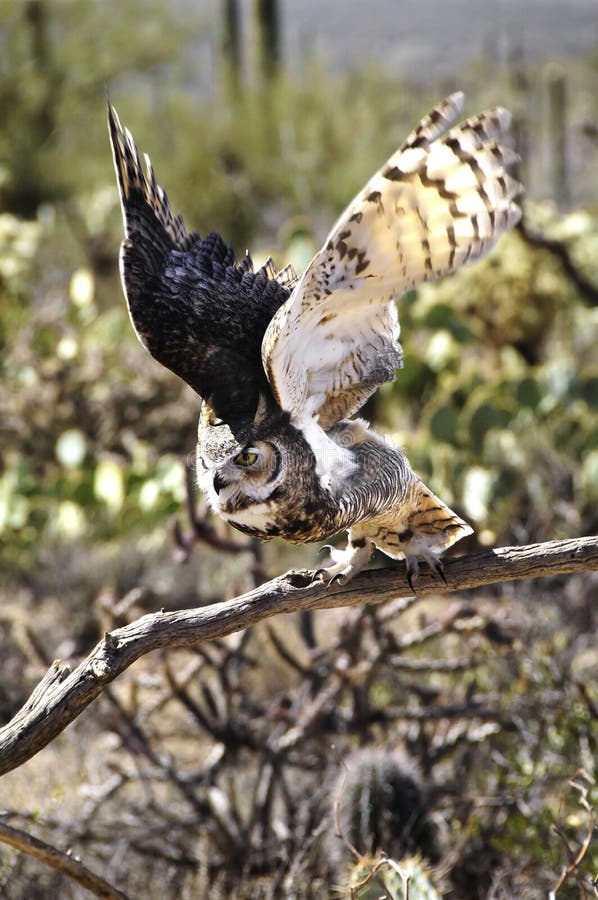 Hibou en Vol image stock. Image du aigle, mouvement, exploration - 21203683