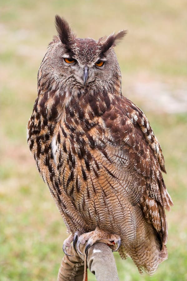 Hibou image stock. Image du prédateur, zoologie, proie - 1381913