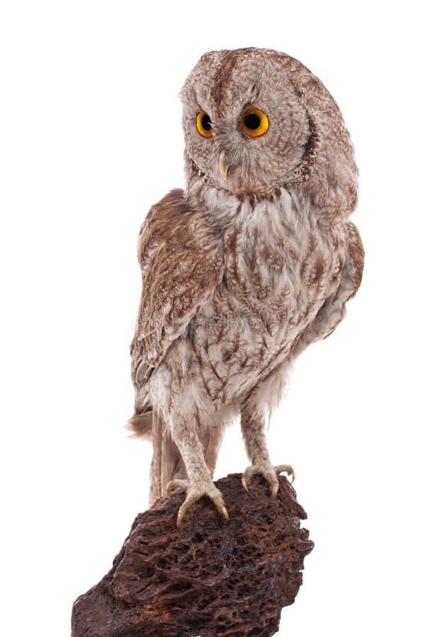 Hibou De Grange (Tyto Alba) Photo stock - Image du baril, plumage: 21280346