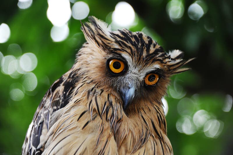 Hibou image stock. Image of fermer, tête, brun, visage - 20058733