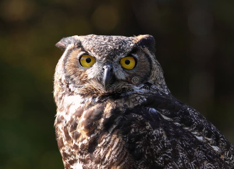 Hibou image stock. Image of faune, nature, matin, hibou - 21789497