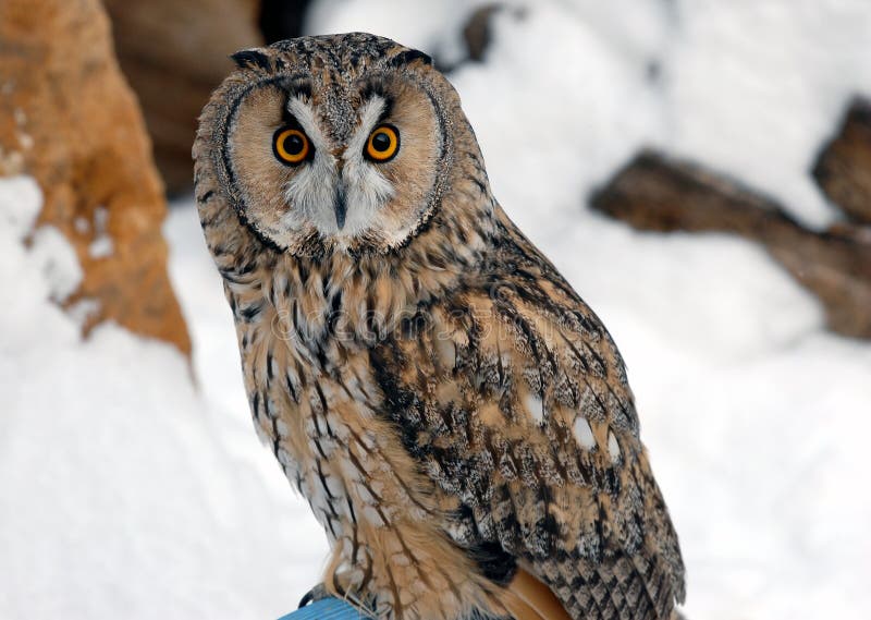 Hibou image stock. Image du oiseau, noir, timide, sauvage - 22972955