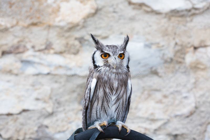 1,867 Hibou Noir Et Blanc Photos libres de droits et gratuites de ...