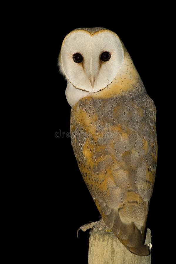 Hibou En Vol Isolé Sur Fond Noir. Boule Boule Boueuse Scandiacus Mouche ...