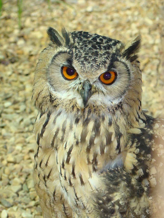 Headshot Du Du Voir Pour Whet Le Hibou Photo stock - Image du hibou ...
